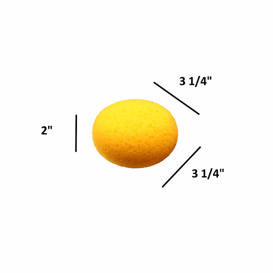 Sponges – Detroit Sponge